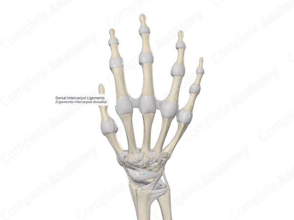 Dorsal Intercarpal Ligaments | Complete Anatomy