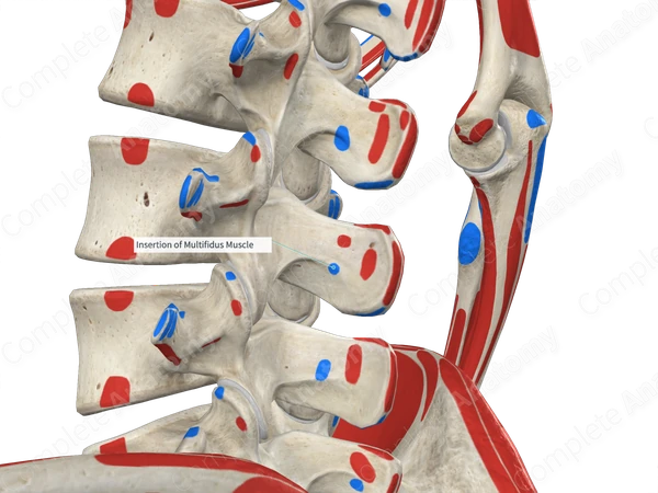 Insertion of Multifidus Muscle | Complete Anatomy