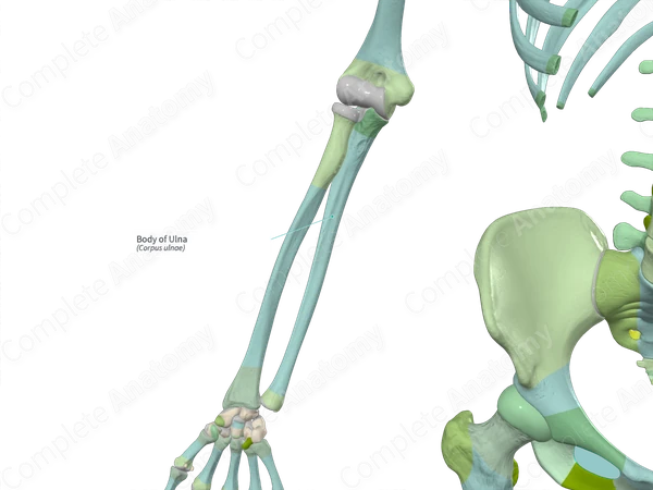 Body of Ulna | Complete Anatomy