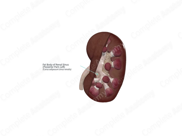 Fat Body of Renal Sinus (Posterior Part; Left) | Complete Anatomy
