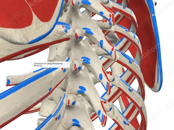 Insertion of Long Rotatores Muscles | Complete Anatomy
