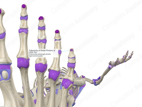 Tuberosity of Distal Phalanx of Little Toe | Complete Anatomy