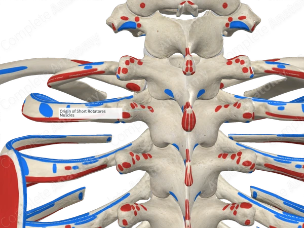 Origin of Short Rotatores Muscles | Complete Anatomy