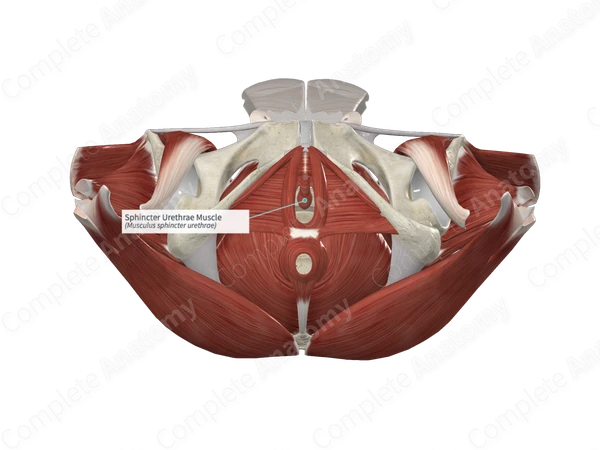 Sphincter Urethrae Muscle | Complete Anatomy