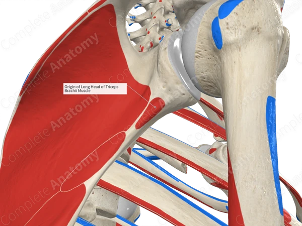 Origin of Long Head of Triceps Brachii Muscle | Complete Anatomy