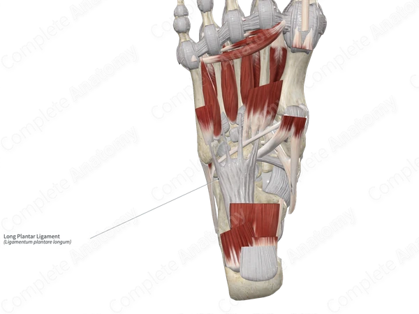 Long Plantar Ligament | Complete Anatomy