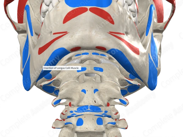 Insertion of Longus Colli Muscle | Complete Anatomy