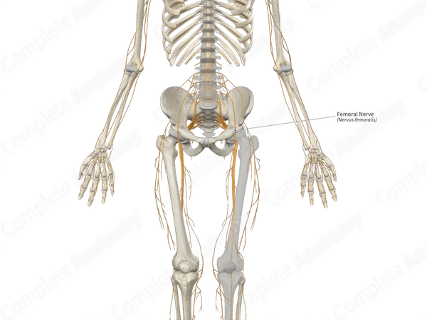 Femoral Nerve | Complete Anatomy