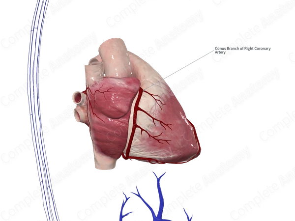 Conal Branch of Right Coronary Artery | Complete Anatomy