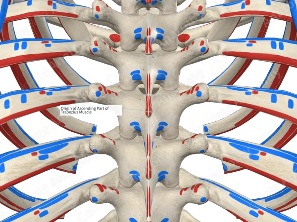 Origin of Ascending Part of Trapezius Muscle | Complete Anatomy