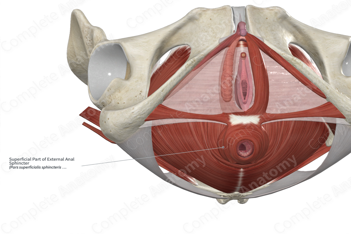 Superficial Part Of External Anal Sphincter Complete Anatomy