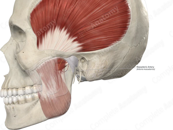 Masseteric Artery | Complete Anatomy