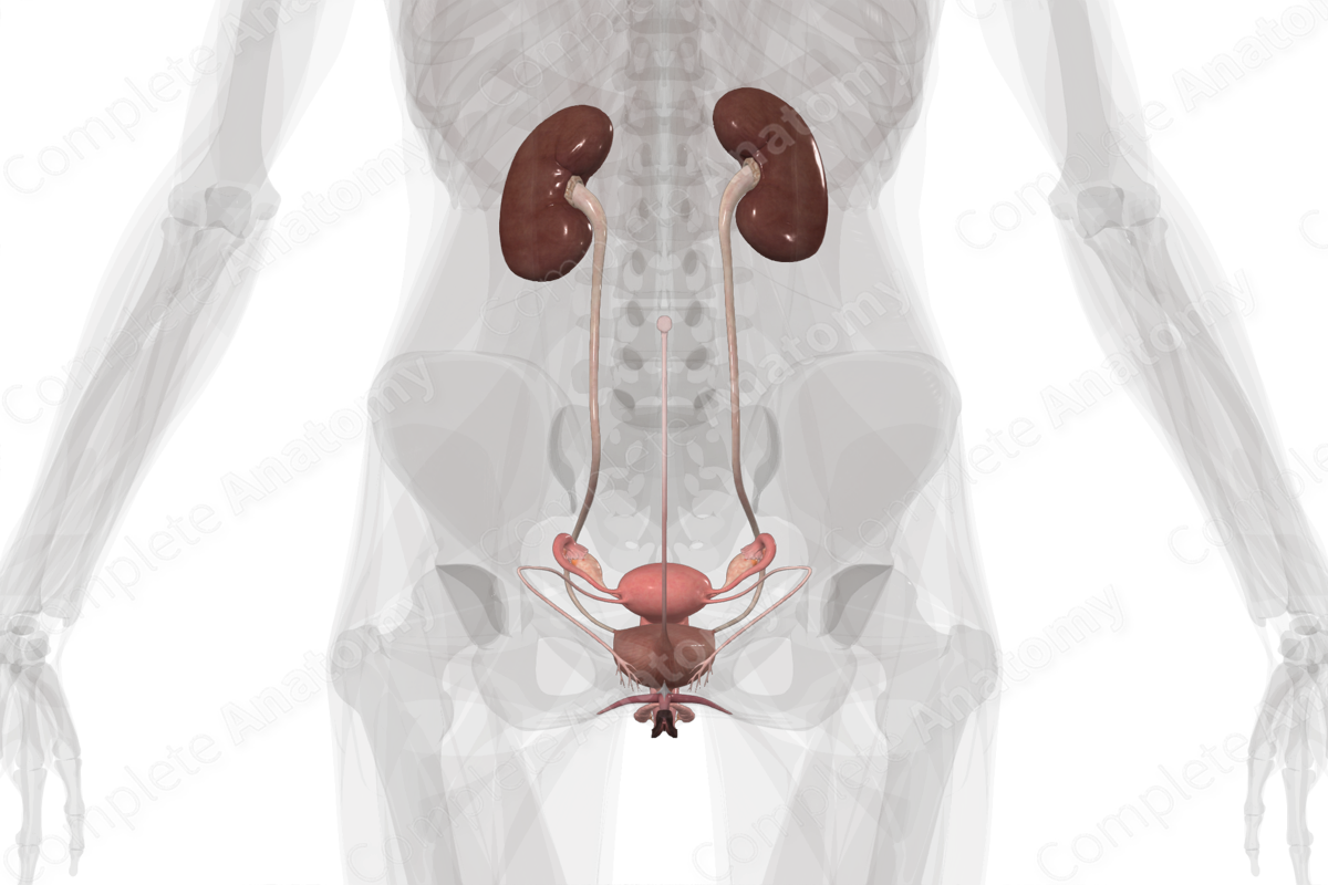 Urogenital System | Complete Anatomy