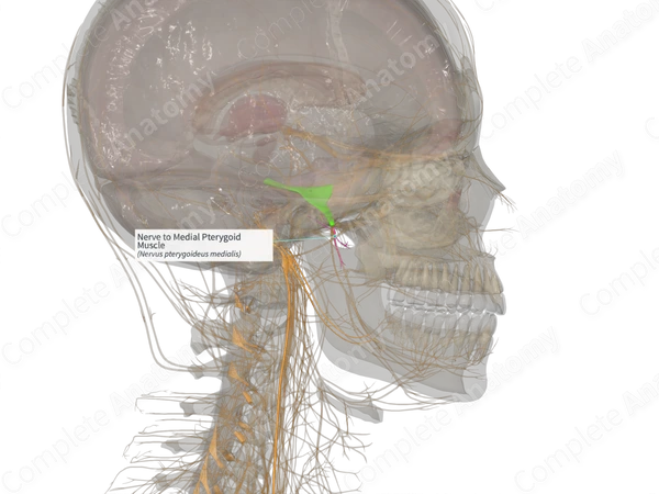 Nerve to Medial Pterygoid Muscle (Left) | Complete Anatomy