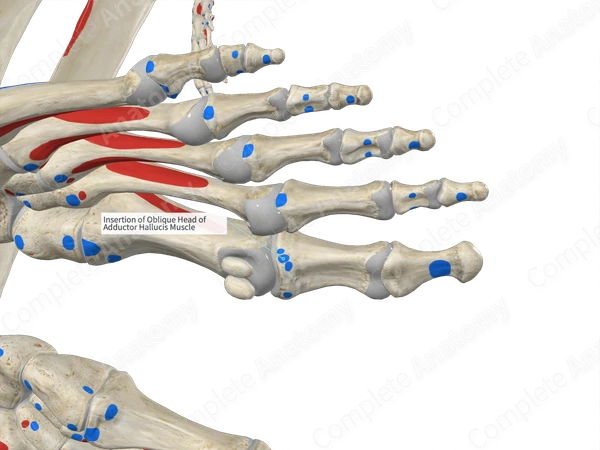 Insertion of Oblique Head of Adductor Hallucis Muscle | Complete Anatomy
