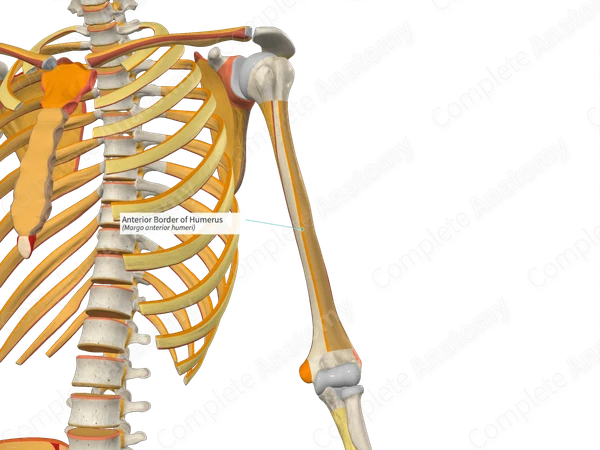 Anterior Border of Humerus | Complete Anatomy