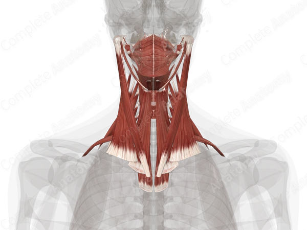Muscles of Neck | Complete Anatomy