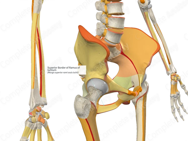 Superior Border of Ramus of Ischium | Complete Anatomy