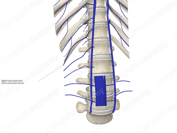 Right Subcostal Vein | Complete Anatomy
