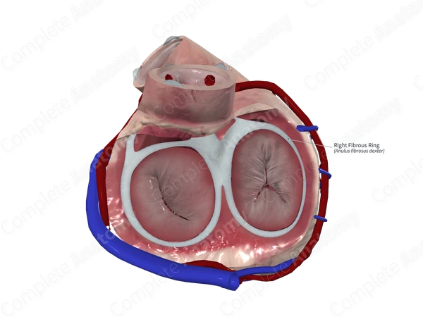 Right Fibrous Ring | Complete Anatomy