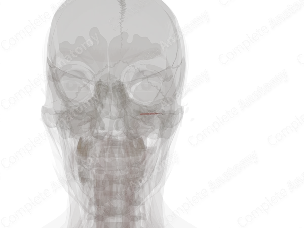Muscles of Auditory Ossicles (Left) | Complete Anatomy
