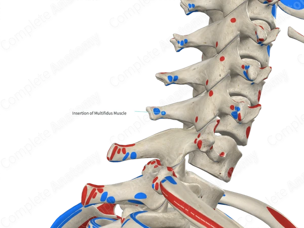 Insertion of Multifidus Muscle | Complete Anatomy