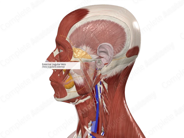 External Jugular Vein | Complete Anatomy