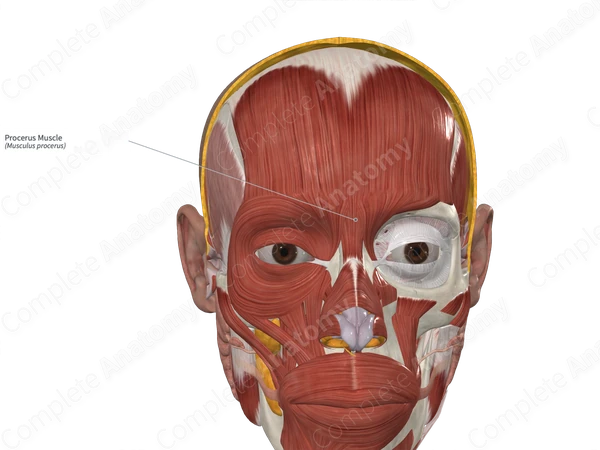 Procerus Muscle | Complete Anatomy