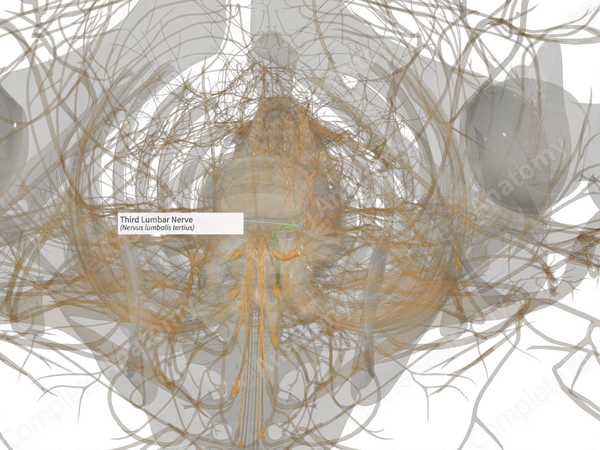 Third Lumbar Nerve (Right) | Complete Anatomy