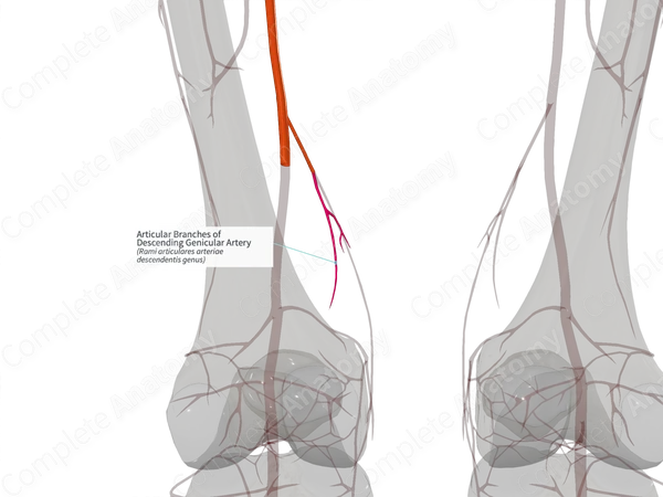 Articular Branches of Descending Genicular Artery (Left) | Complete Anatomy