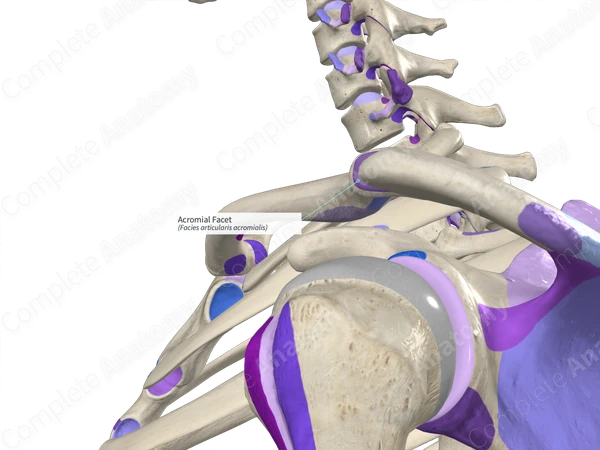 Acromial Facet | Complete Anatomy