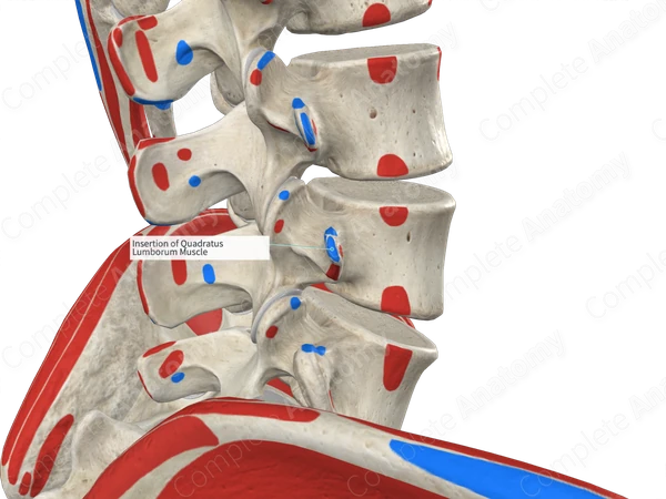 Insertion of Quadratus Lumborum Muscle | Complete Anatomy