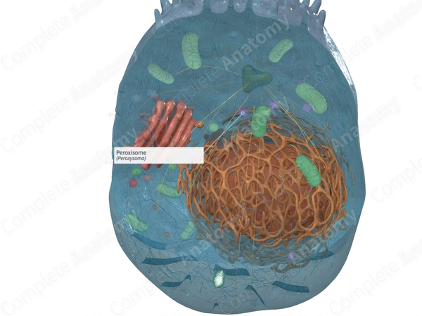 Peroxisome | Complete Anatomy