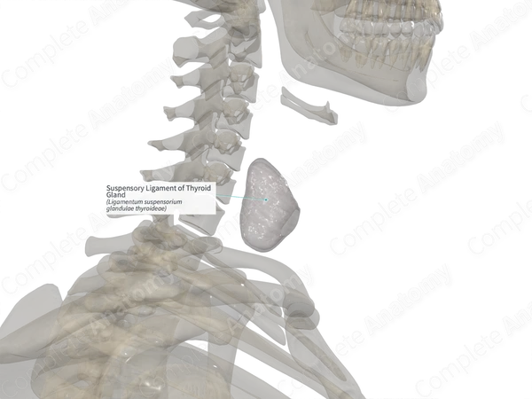 Suspensory Ligament of Thyroid Gland (Right) | Complete Anatomy