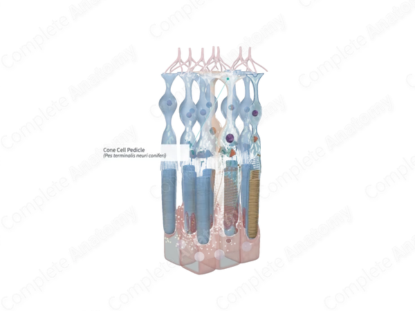 Cone Cell Pedicle | Complete Anatomy