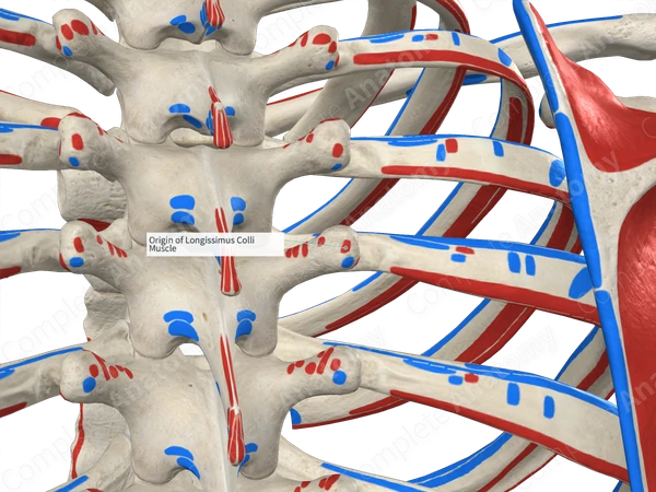 Origin of Longissimus Colli Muscle | Complete Anatomy
