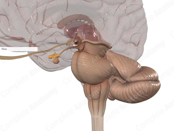 Pons Anatomy