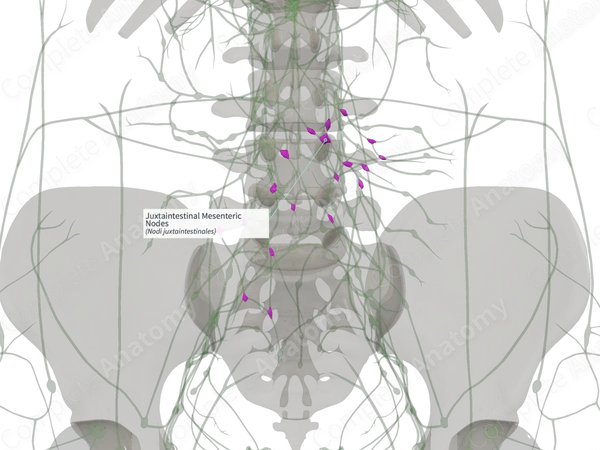 Juxtaintestinal Mesenteric Nodes | Complete Anatomy