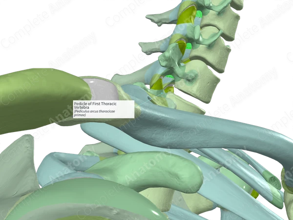 Pedicle of First Thoracic Vertebra (Right) | Complete Anatomy