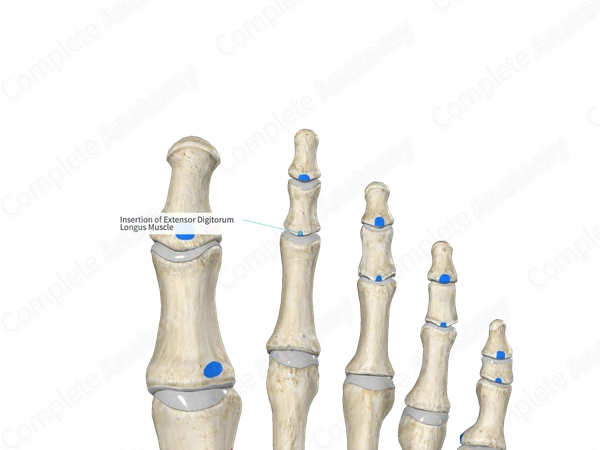Insertion of Extensor Digitorum Longus Muscle | Complete Anatomy