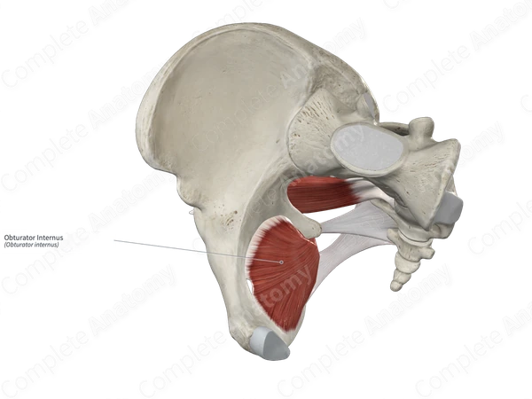 Obturator Internus Lijk