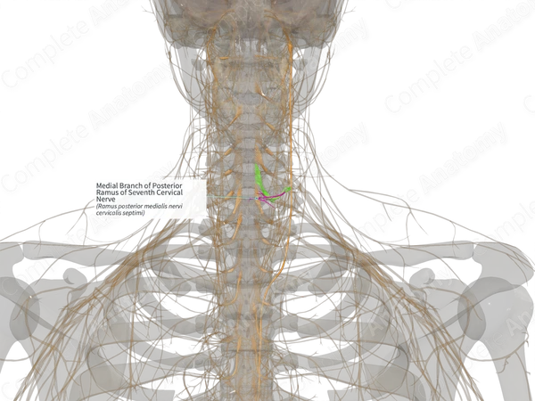 Medial Branch of Posterior Ramus of Seventh Cervical Nerve (Left ...
