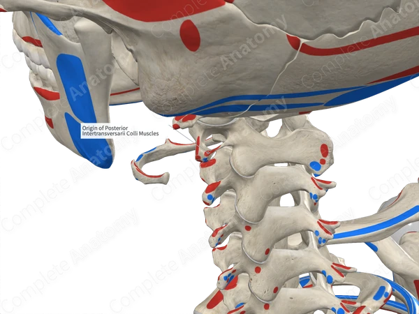 Origin of Posterior Intertransversarii Colli Muscles | Complete Anatomy