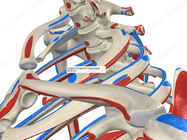 Origin of External Intercostal Muscles | Complete Anatomy