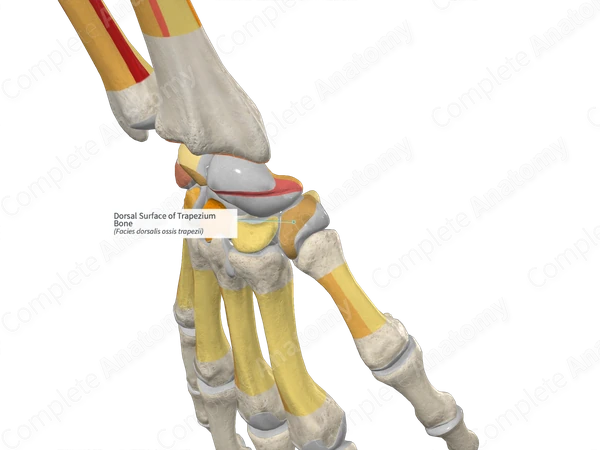 Dorsal Surface of Trapezium Bone | Complete Anatomy