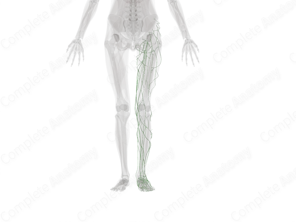 Lymph Vessels of Lower Limb (Left) | Complete Anatomy
