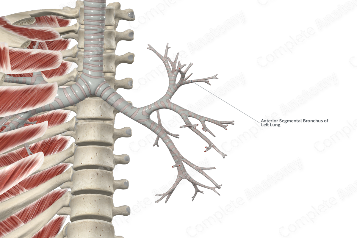 Anterior Segmental Bronchus Of Left Lung Complete Anatomy