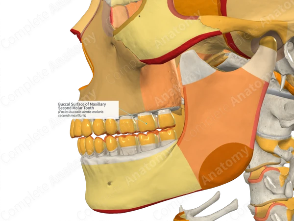 Buccal Surface of Maxillary Second Molar Tooth | Complete Anatomy