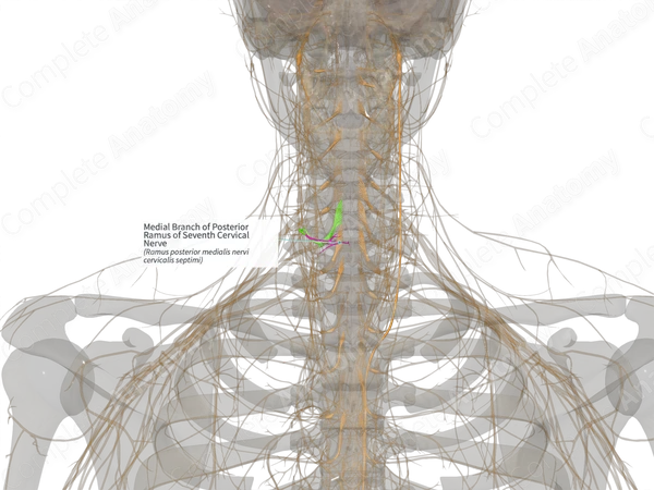 Dorsal Ramus Medial Branch