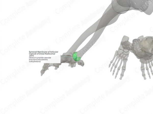 Synovial Membrane of Articular Capsule of Distal Radioulnar Joint (Left ...